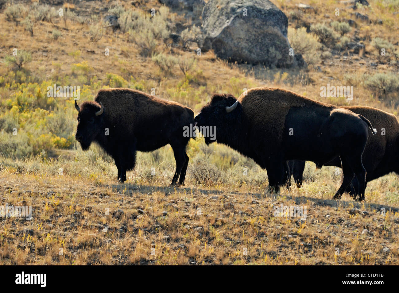 American Bison (Bison bison) Bull and cow in rut, Yellowstone National ...