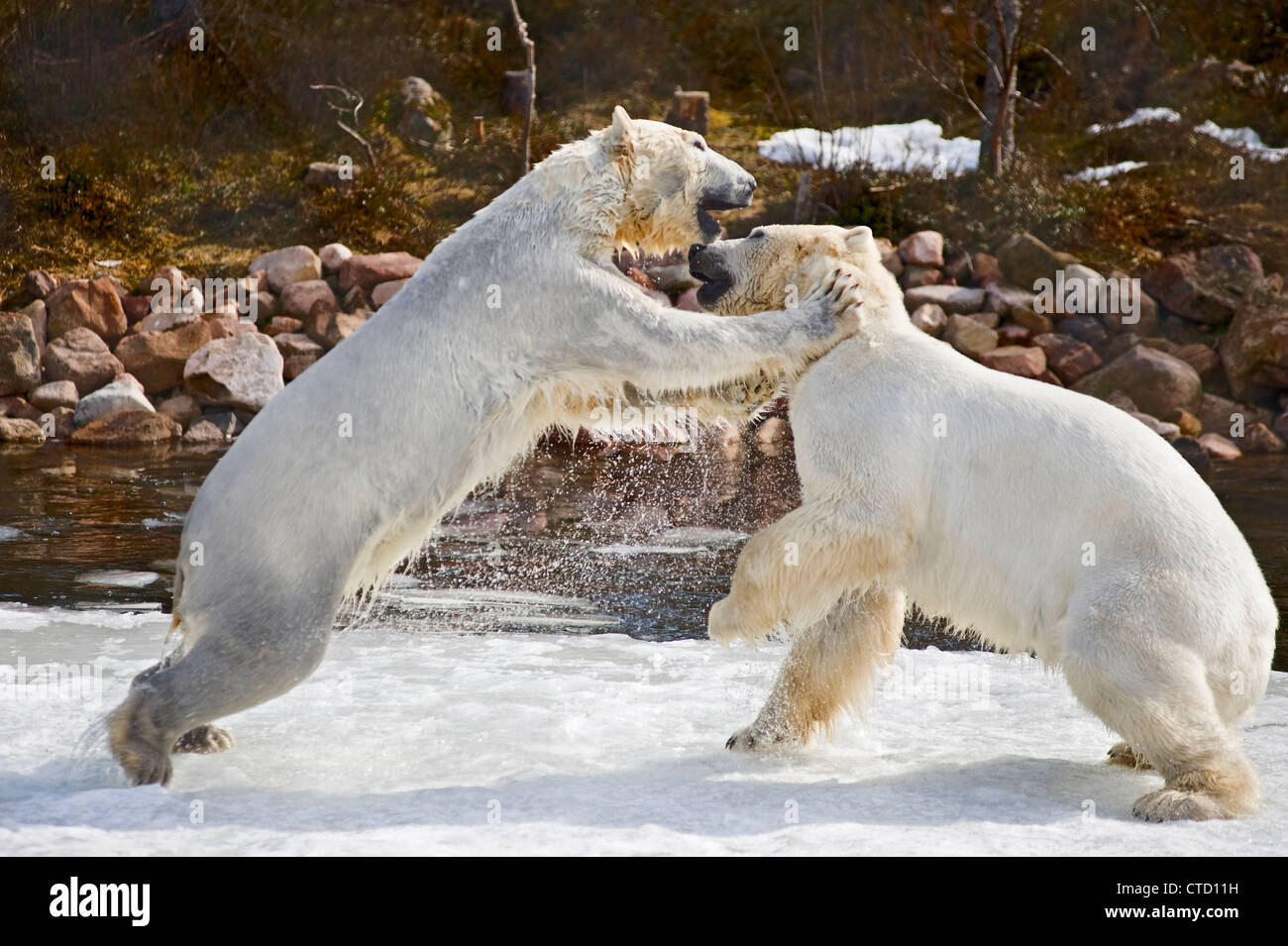 Polar bear habitat hi-res stock photography and images - Alamy