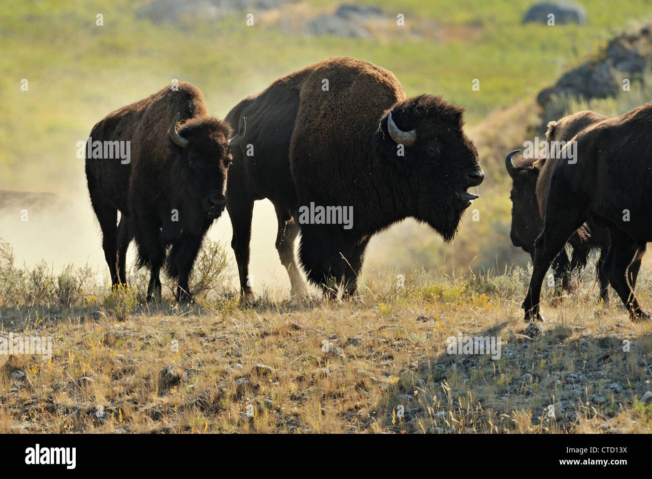 American Bison (Bison bison) Bull and cow in rut, Yellowstone National ...