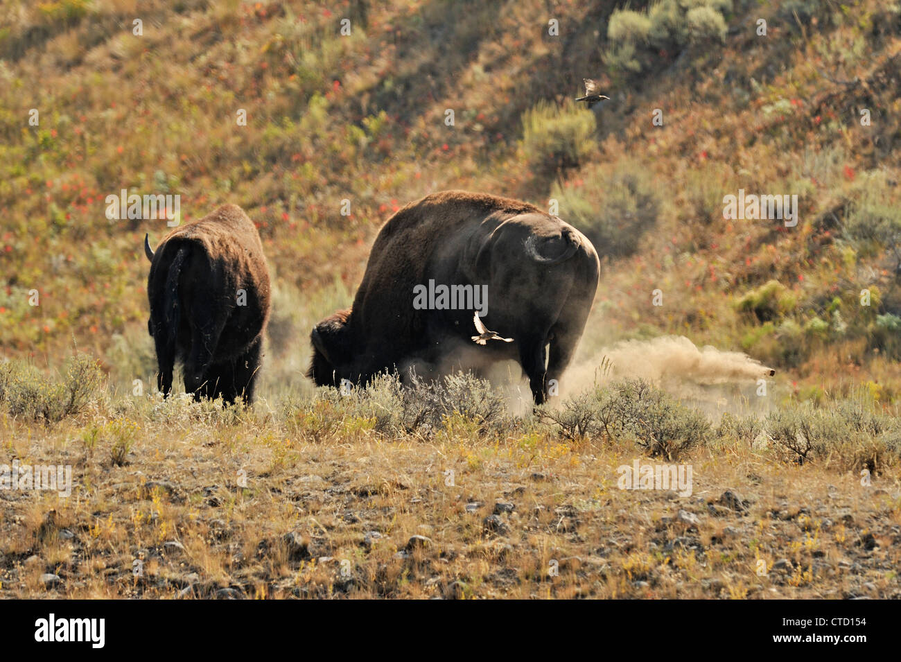 American Bison (Bison bison) Bull and cow in rut, Yellowstone National ...