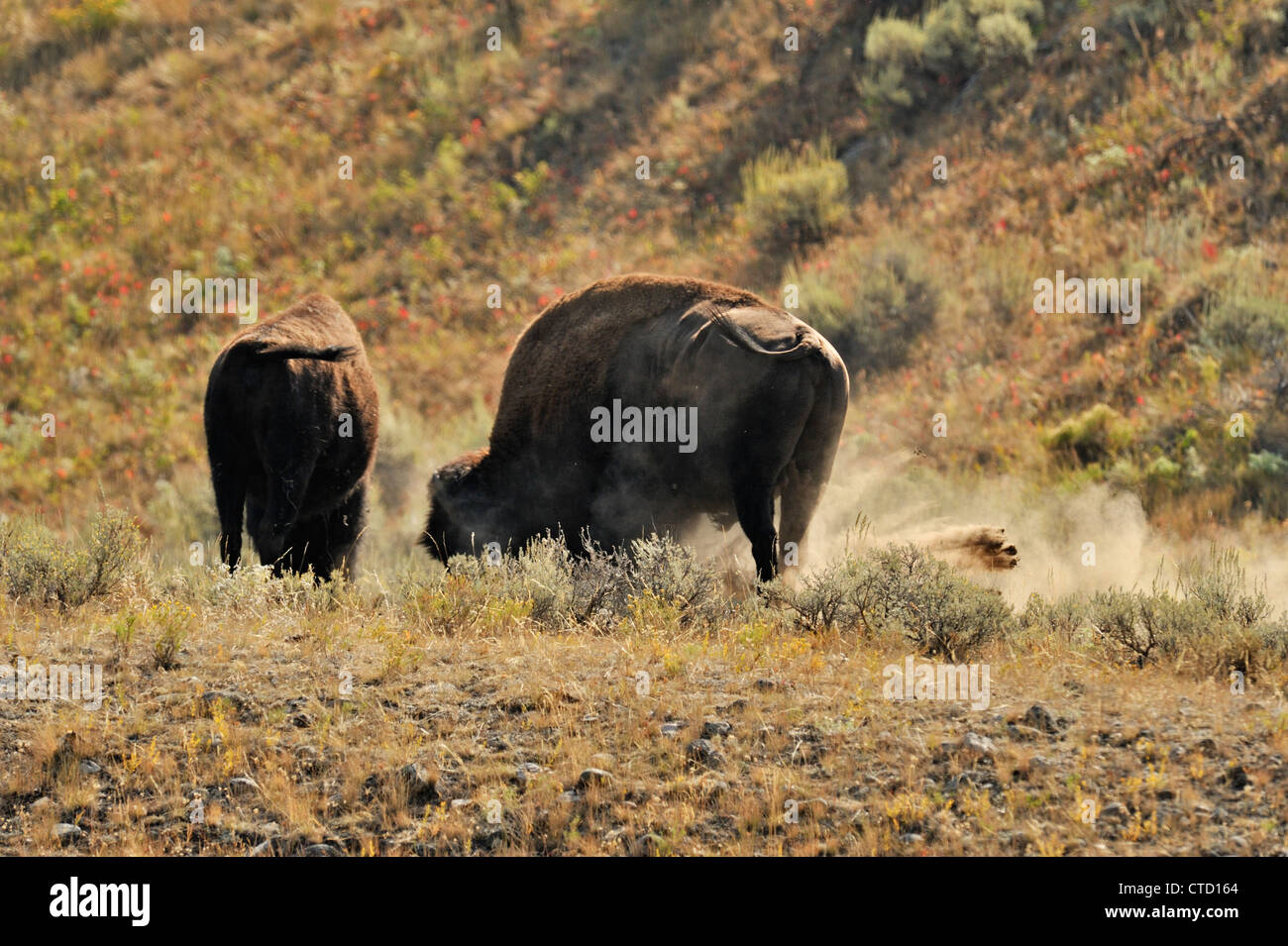 American Bison (Bison bison) Bull and cow in rut, Yellowstone National ...