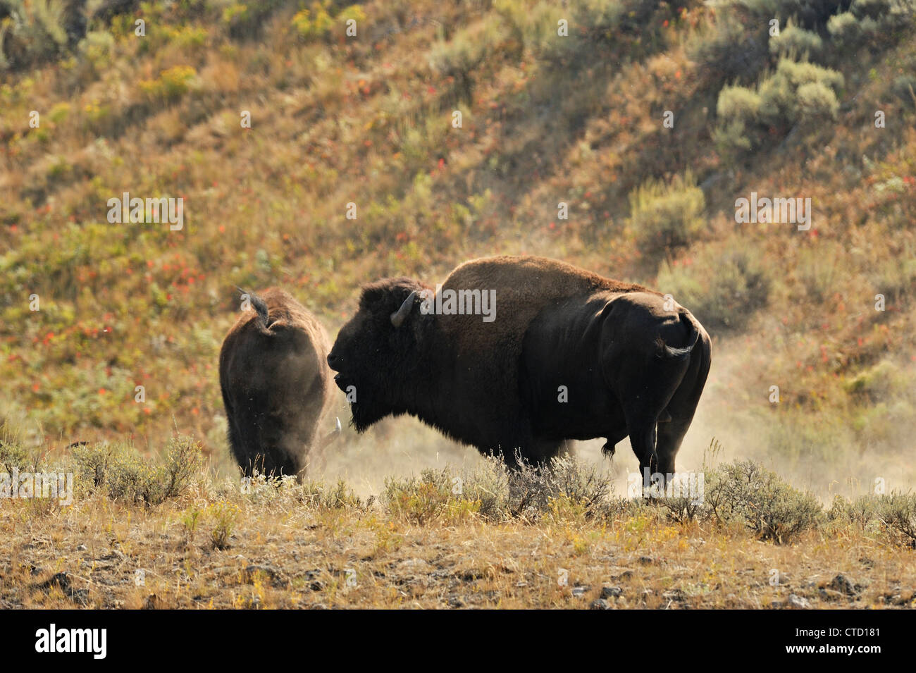 American Bison (Bison bison) Bull and cow in rut, Yellowstone National ...