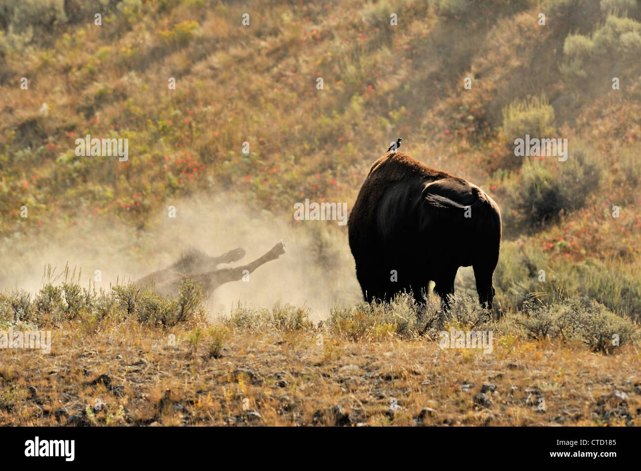 American bison bison bison yellowstone hi-res stock photography and ...