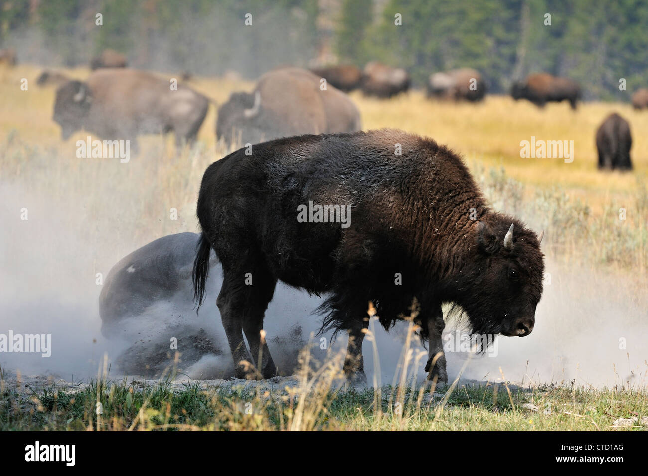 American Bison (Bison bison) Bull and cow in rut, Yellowstone National ...
