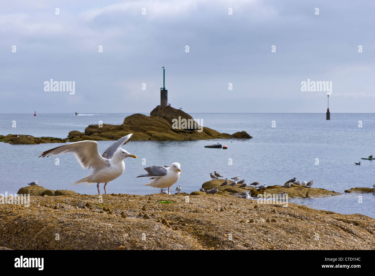 Seagull on a stone by the sea in France Stock Photo - Alamy