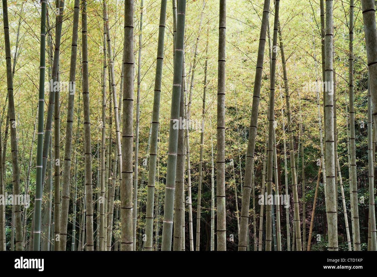 Sagano forest hi-res stock photography and images - Alamy