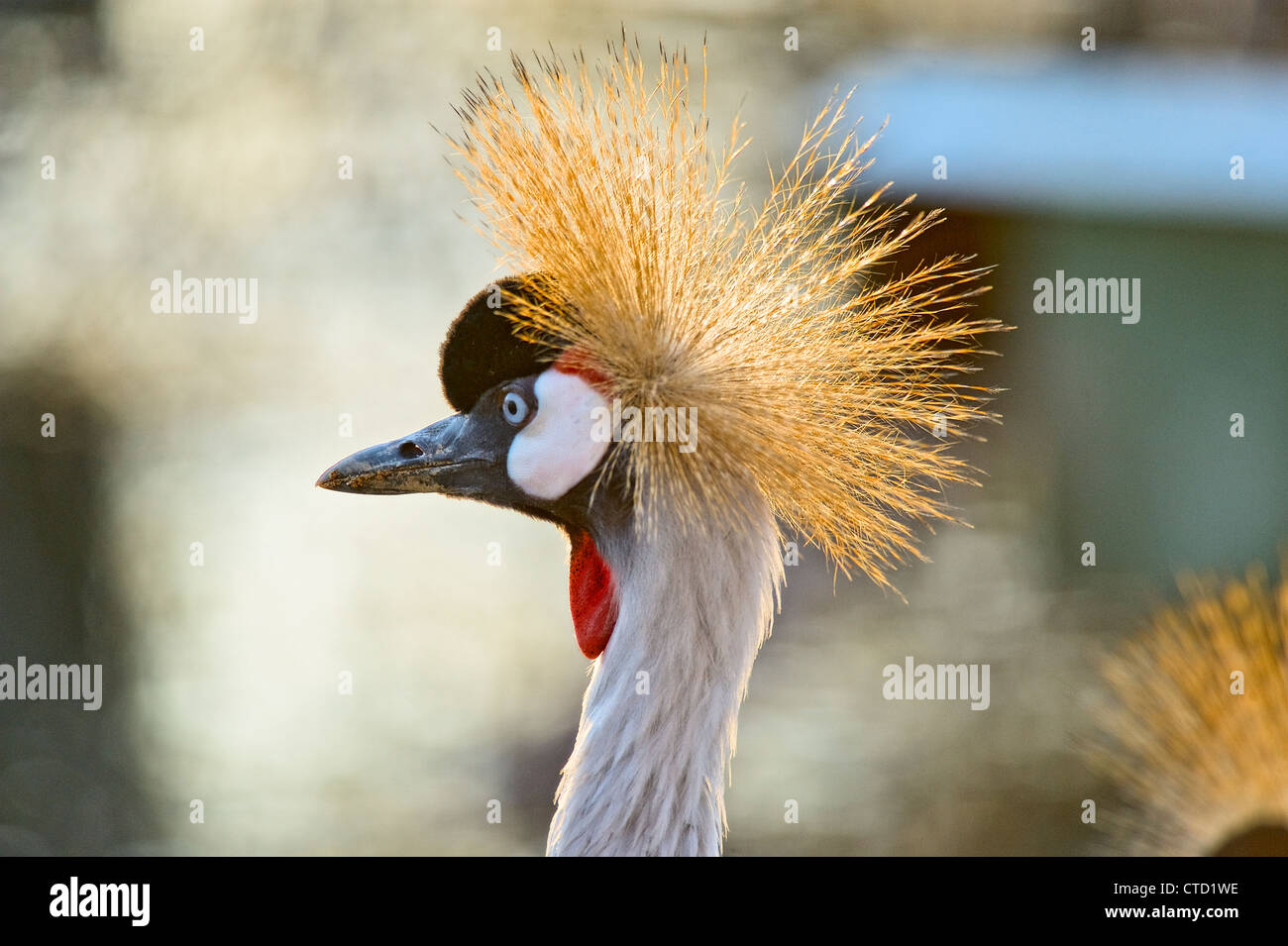Wild bird with long beak hi-res stock photography and images - Alamy