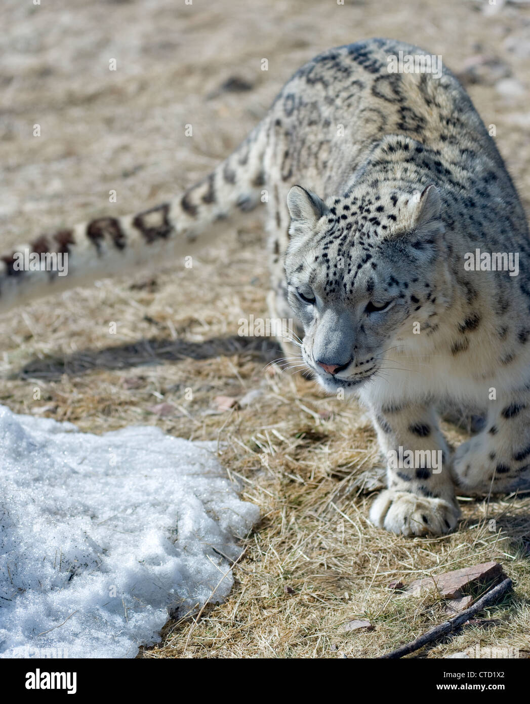 Puma profile hi-res stock photography and images - Alamy