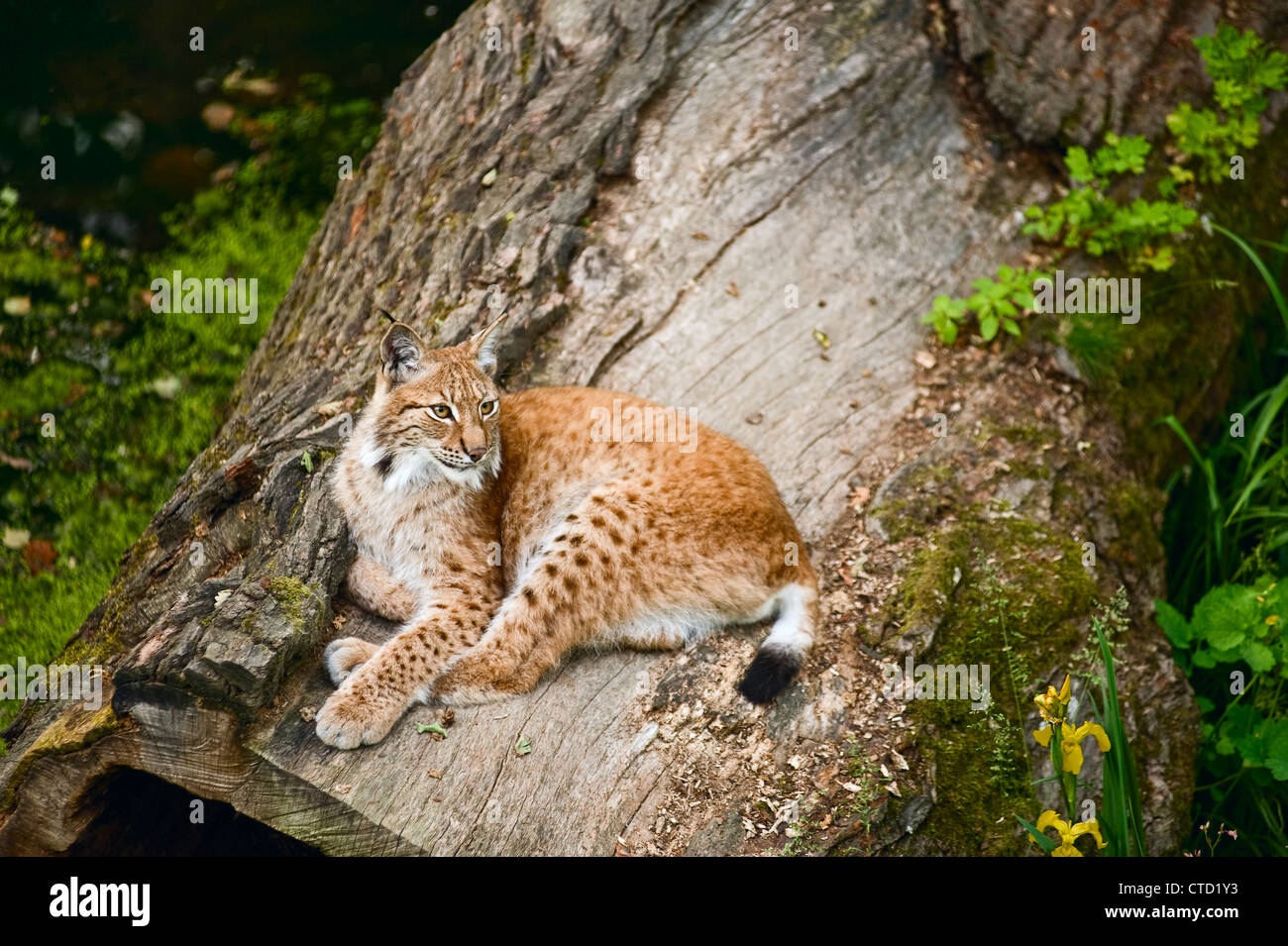 Young and powerful lynx in its territory Stock Photo - Alamy