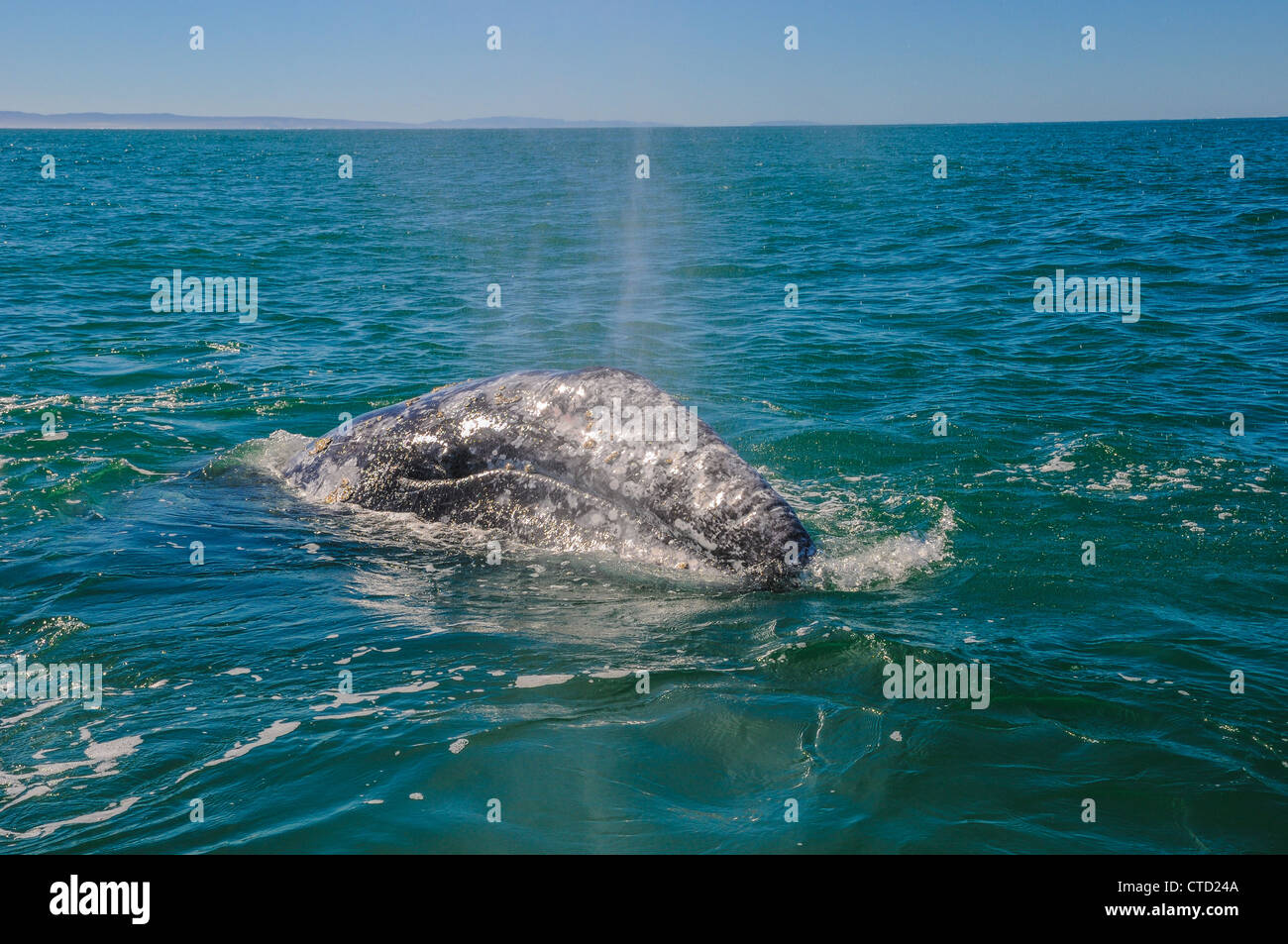 Gray whales (Eschrichtius robustus) in the Guerrero Negro bay, Mexico ...