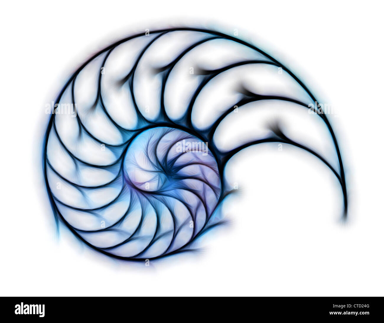 Spiral Shell Tattoo