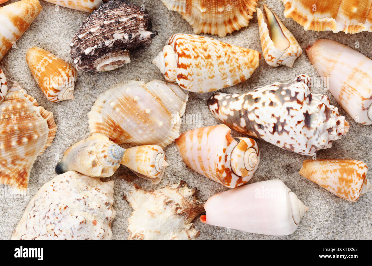 Seashells on the sandy beach background Stock Photo - Alamy