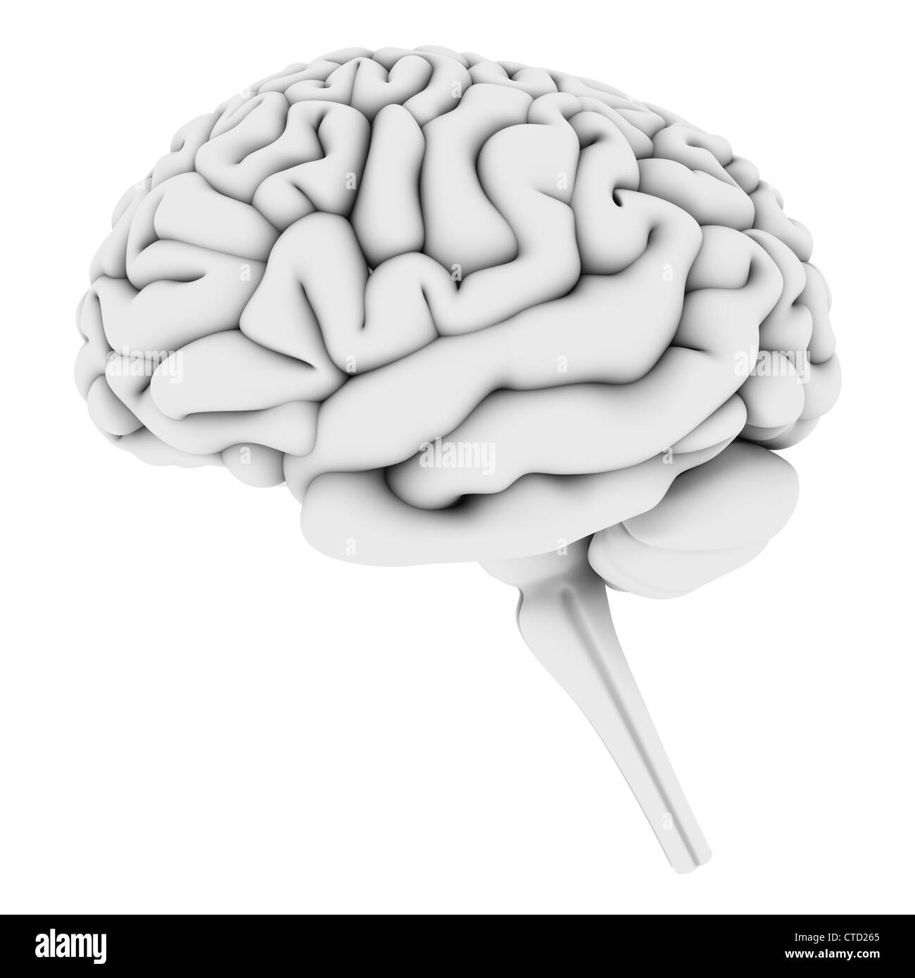 Brain stem Black and White Stock Photos & Images - Alamy