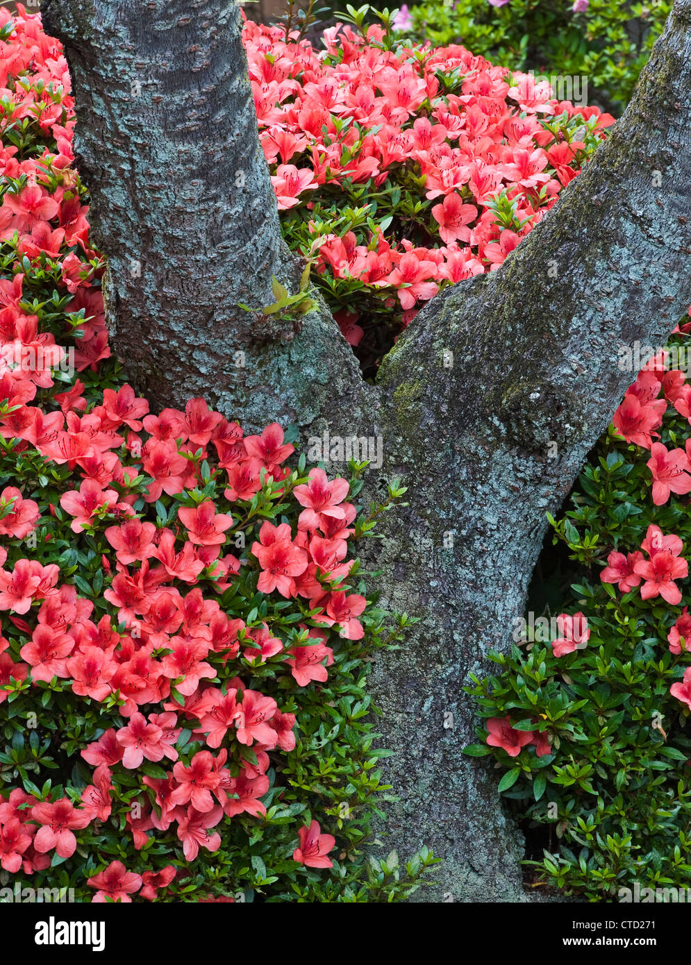 Evergreen azalea (tsutsuji, or Japanese Azalea) in full bloom around ...