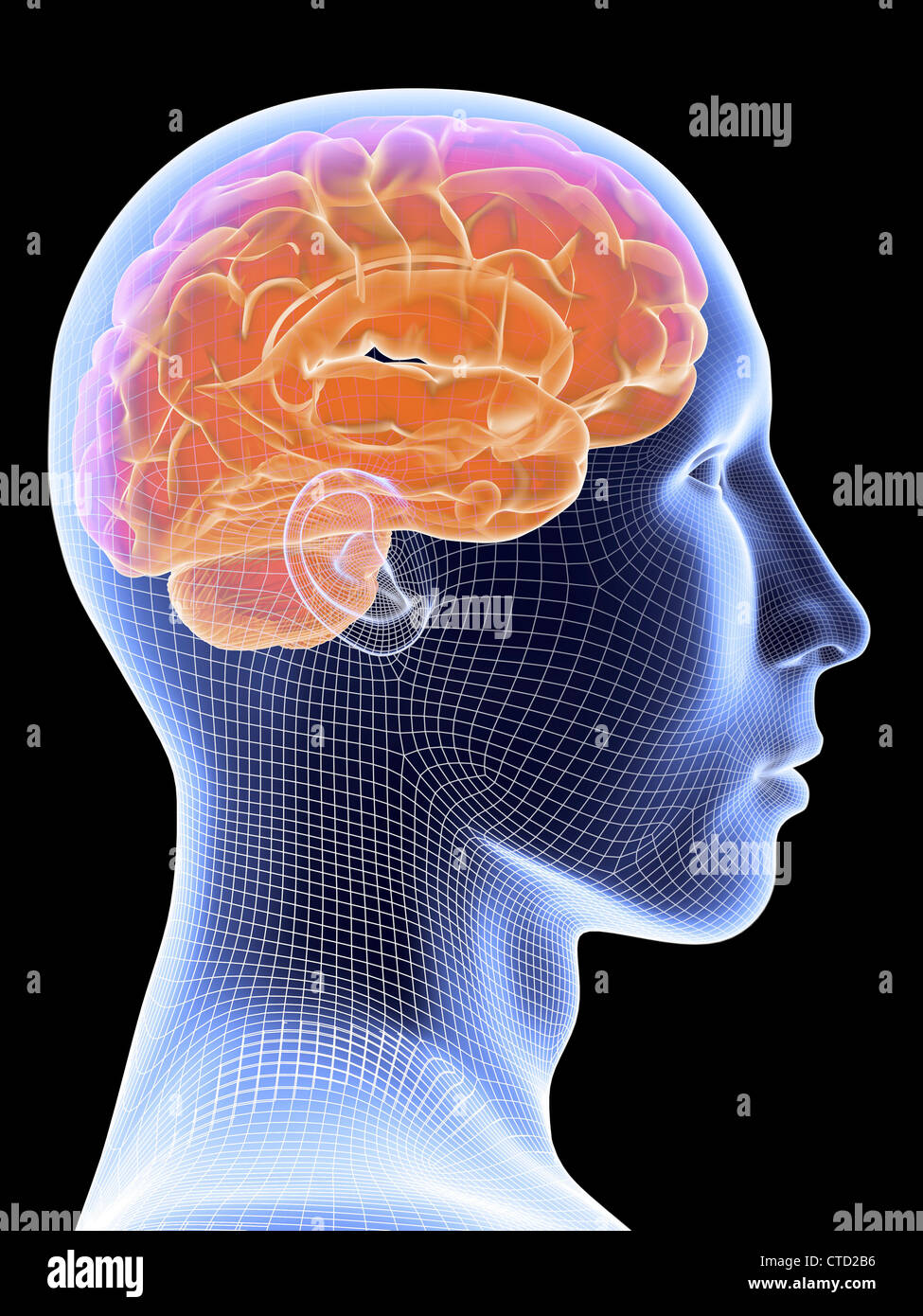 Half skull with brain hi-res stock photography and images - Alamy