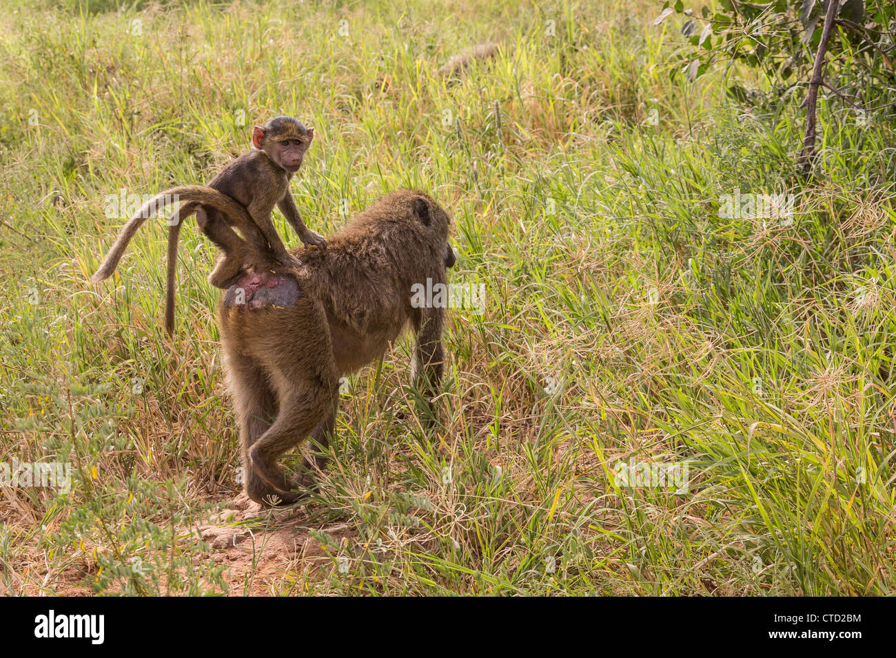 Africa Mother and child monkey Stock Photo - Alamy