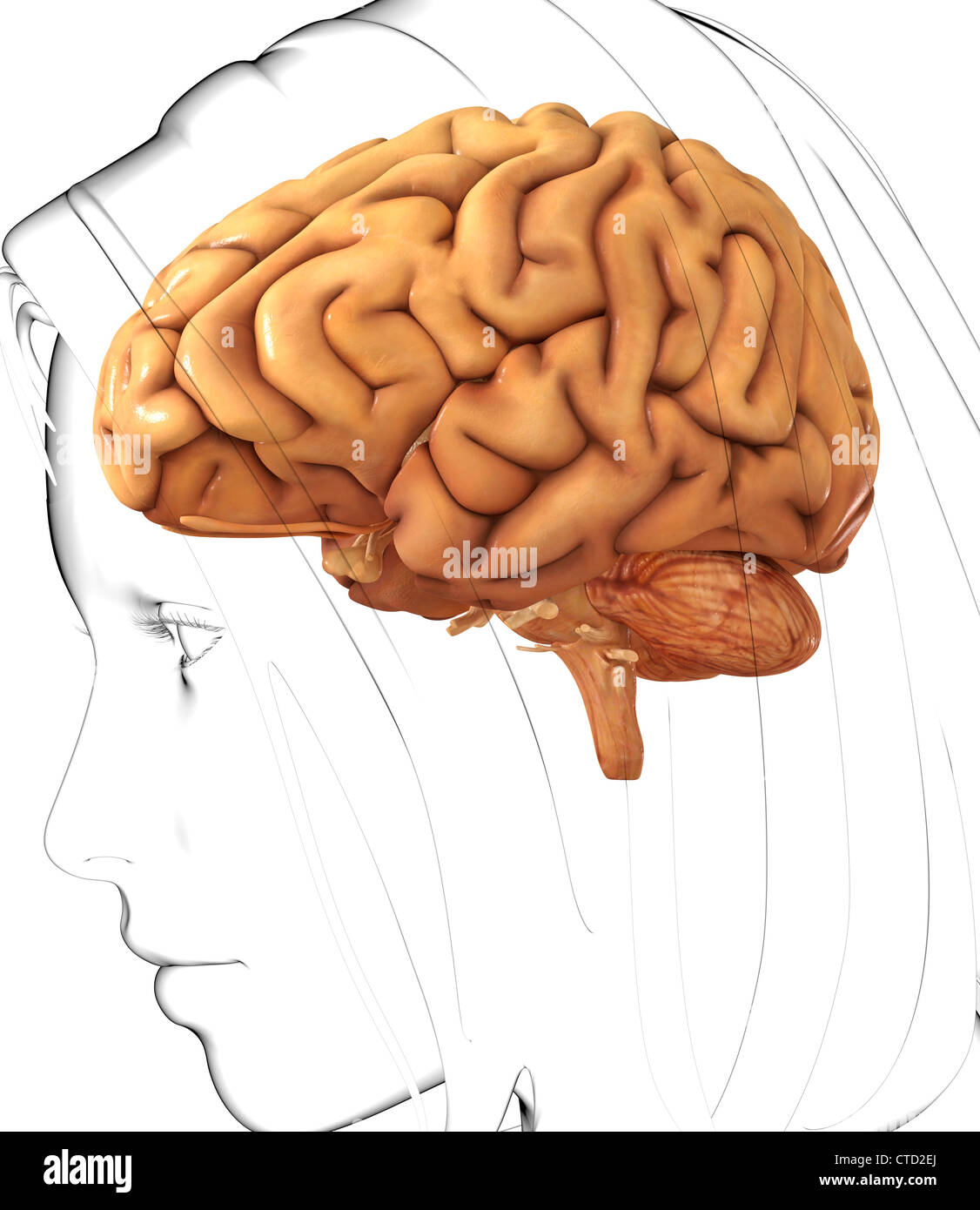 Female brain artwork Stock Photo - Alamy