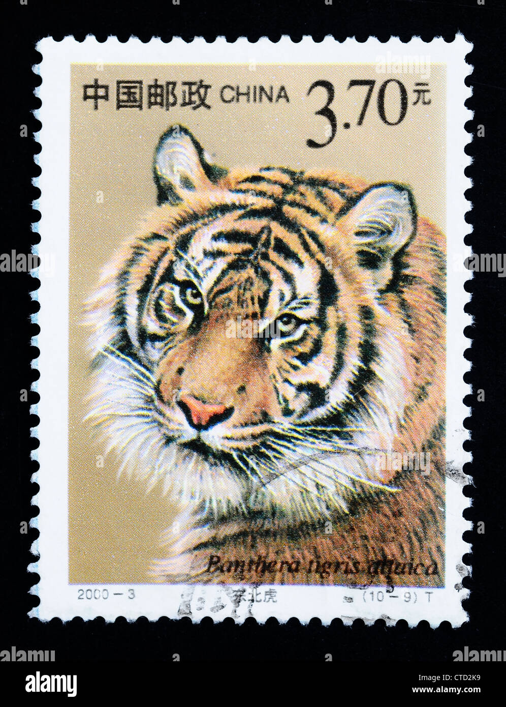 Tiger panthera tigris postage stamp hi-res stock photography and images ...