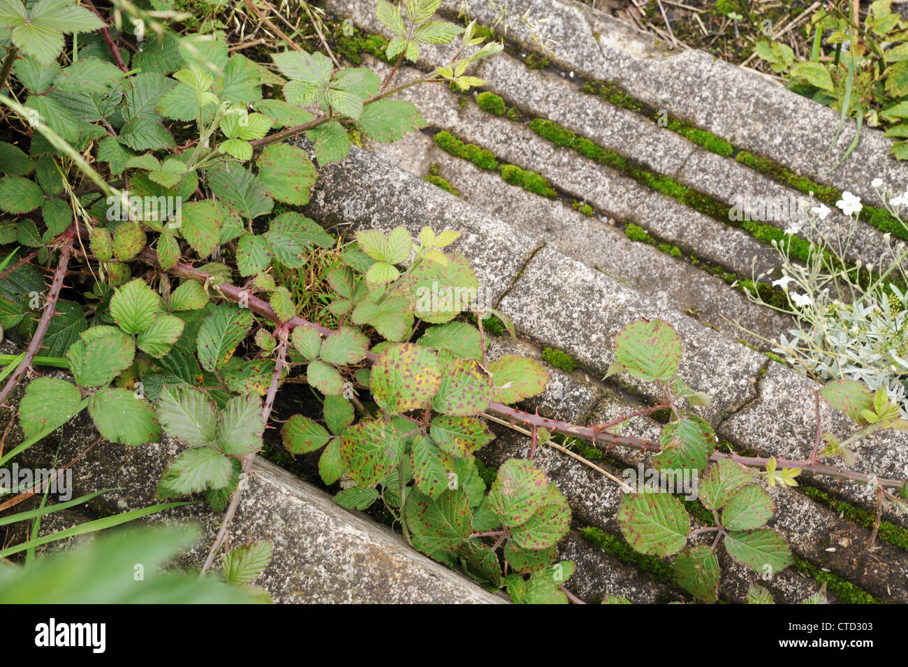 Steps overgrown by brambles and moss Stock Photo - Alamy