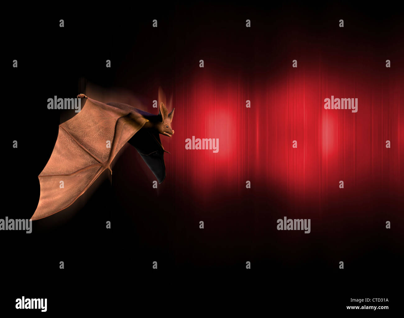 Bat Sonar Waves