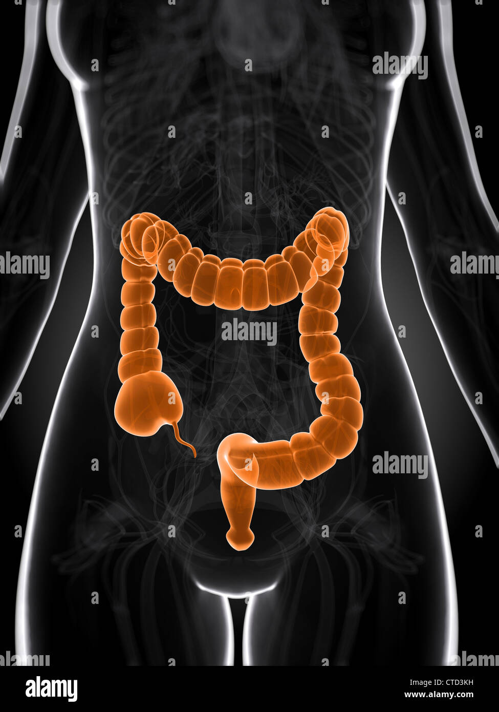 Large intestine drawing hi-res stock photography and images - Alamy