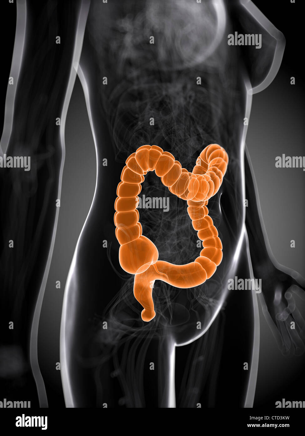 Healthy large intestine artwork Stock Photo - Alamy