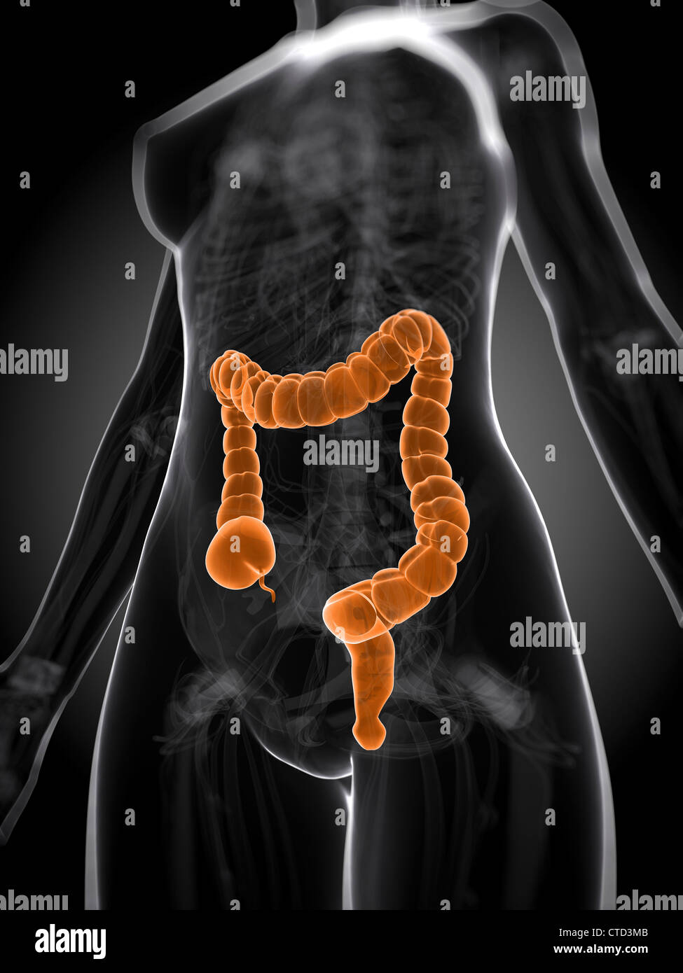 Healthy large intestine artwork Stock Photo - Alamy