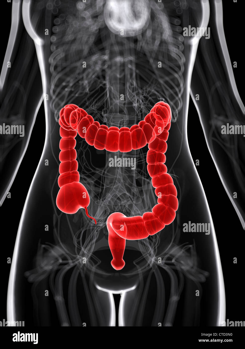 Large intestine drawing hi-res stock photography and images - Alamy