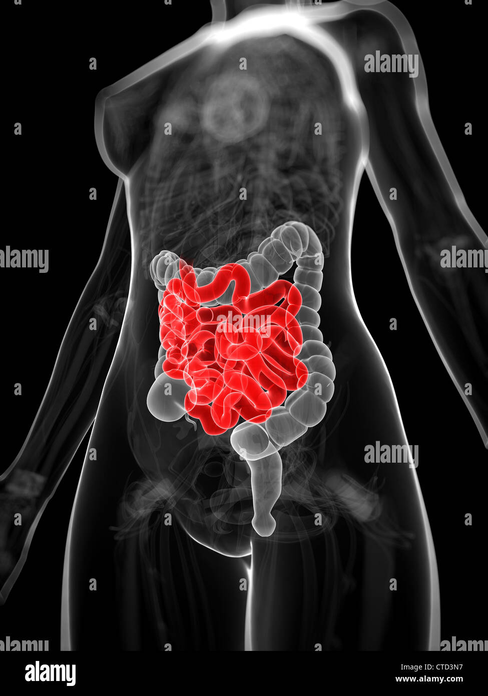 Healthy small intestine artwork Stock Photo - Alamy