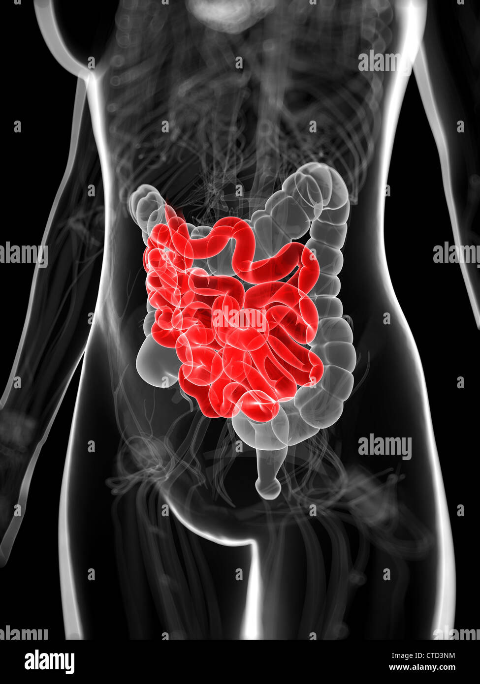 Healthy small intestine artwork Stock Photo - Alamy