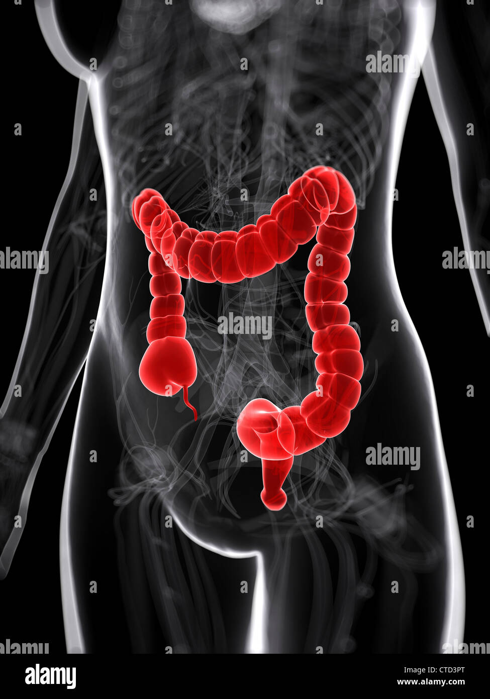 Healthy large intestine artwork Stock Photo - Alamy