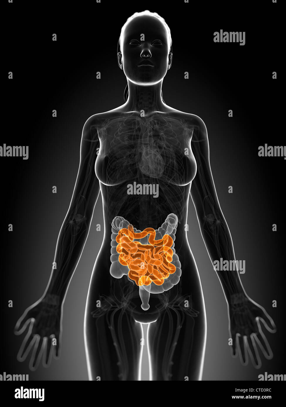 Healthy small intestine artwork Stock Photo - Alamy