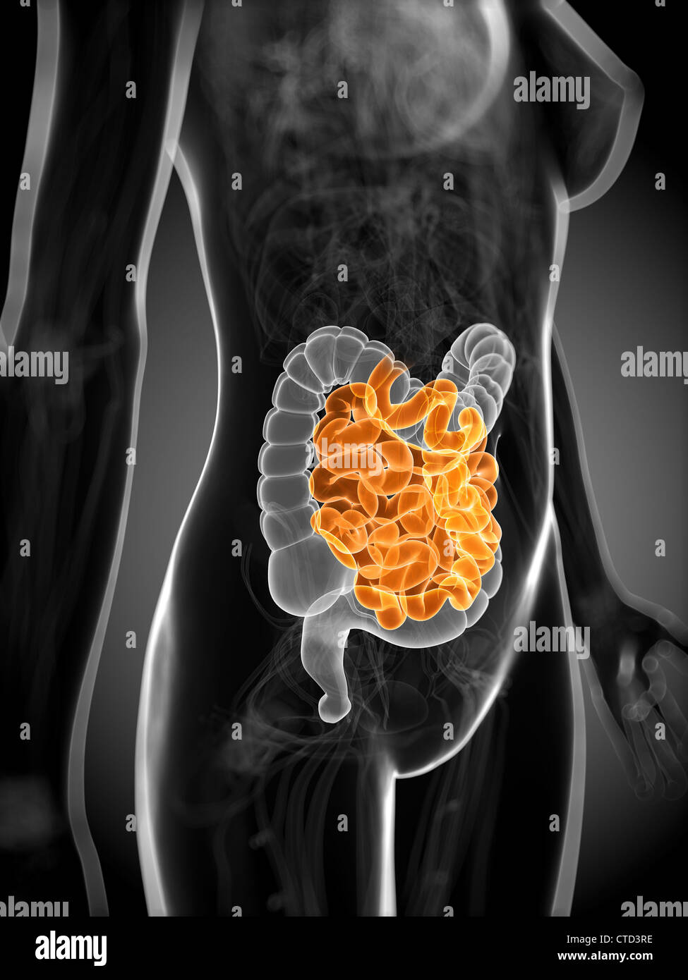 Healthy small intestine artwork Stock Photo - Alamy