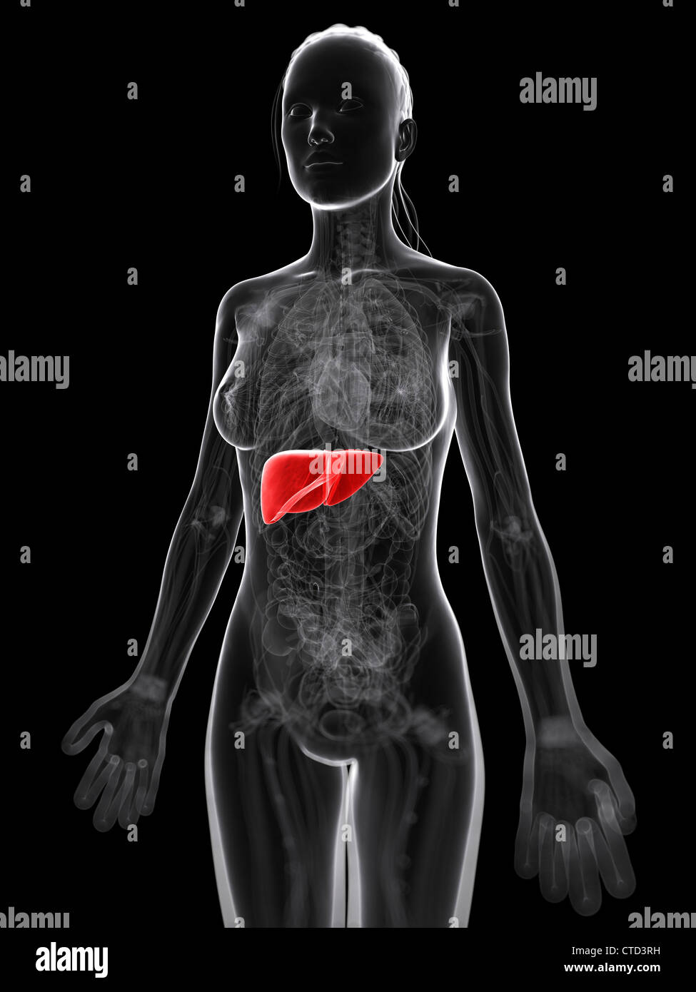 Healthy liver artwork Stock Photo - Alamy