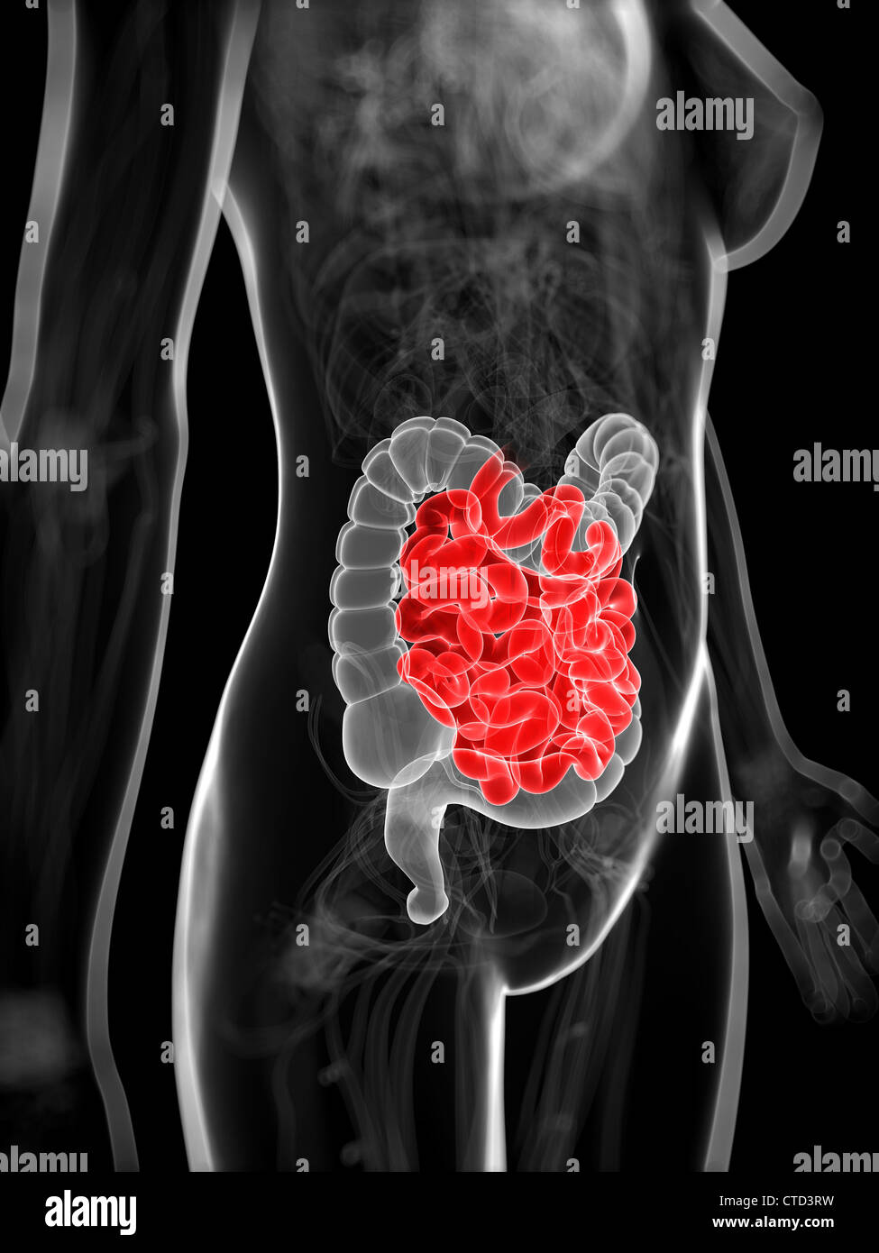 Healthy small intestine artwork Stock Photo - Alamy