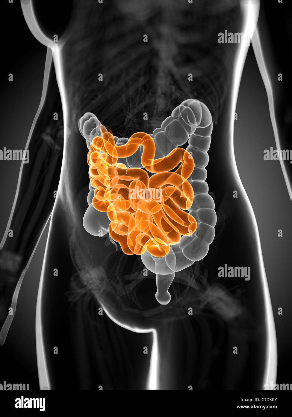 Healthy small intestine artwork Stock Photo - Alamy