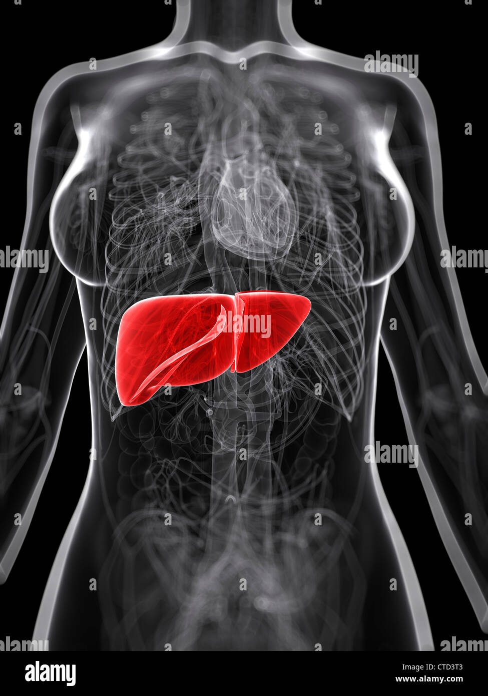 Healthy liver artwork Stock Photo - Alamy