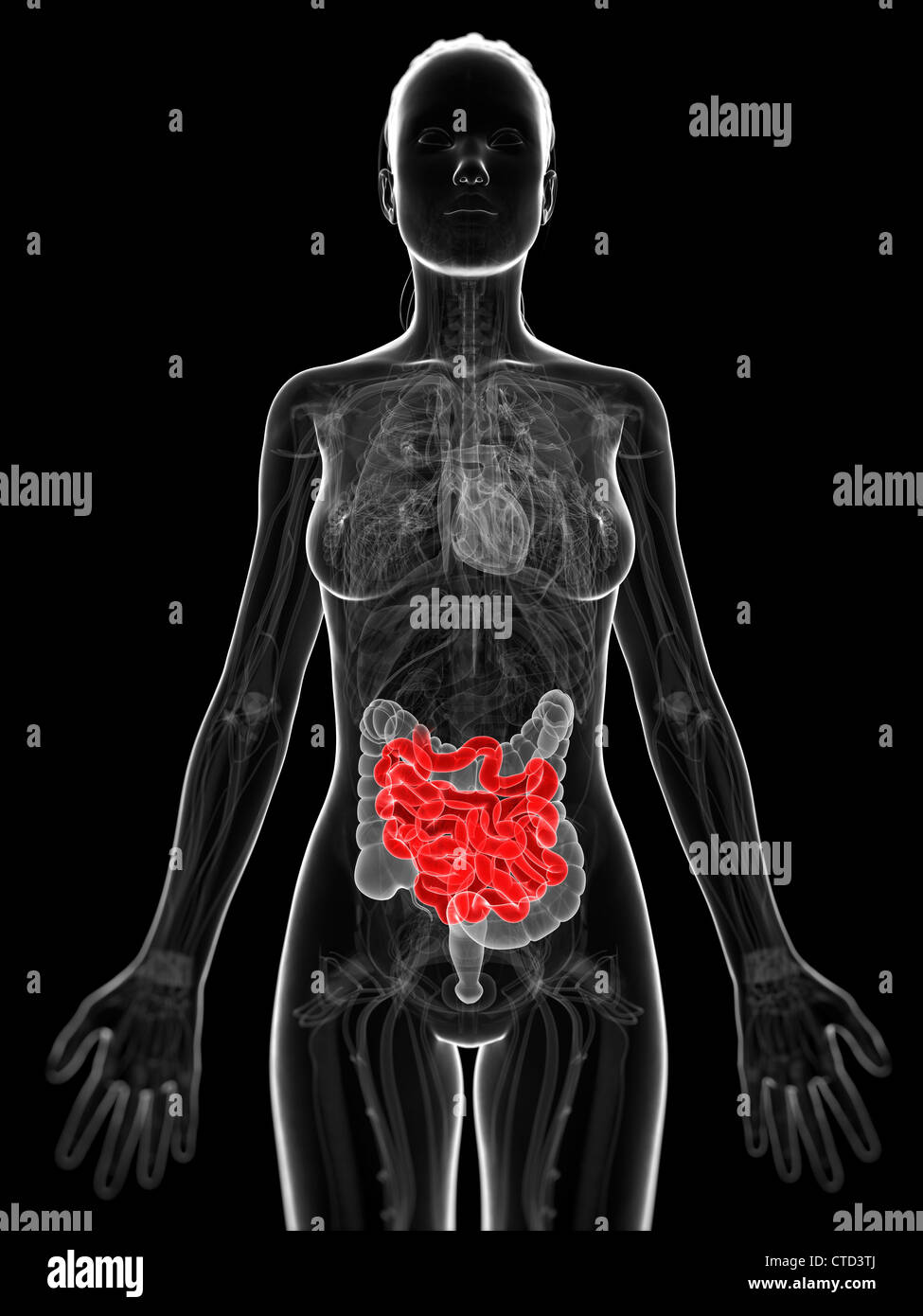 Healthy small intestine artwork Stock Photo - Alamy