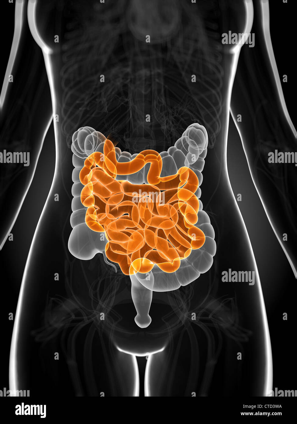 Healthy small intestine artwork Stock Photo - Alamy