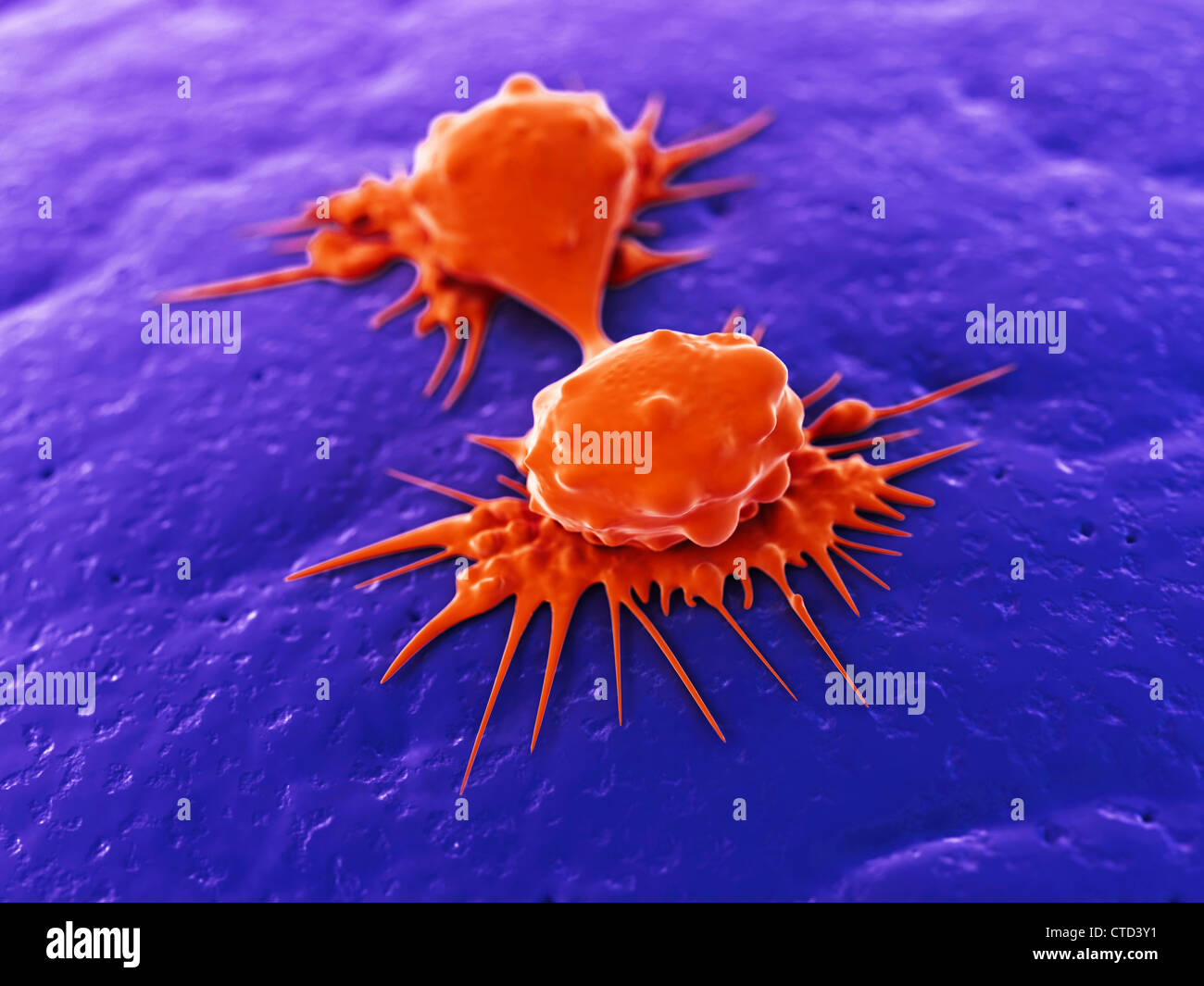 Cancer cells dividing artwork Stock Photo - Alamy