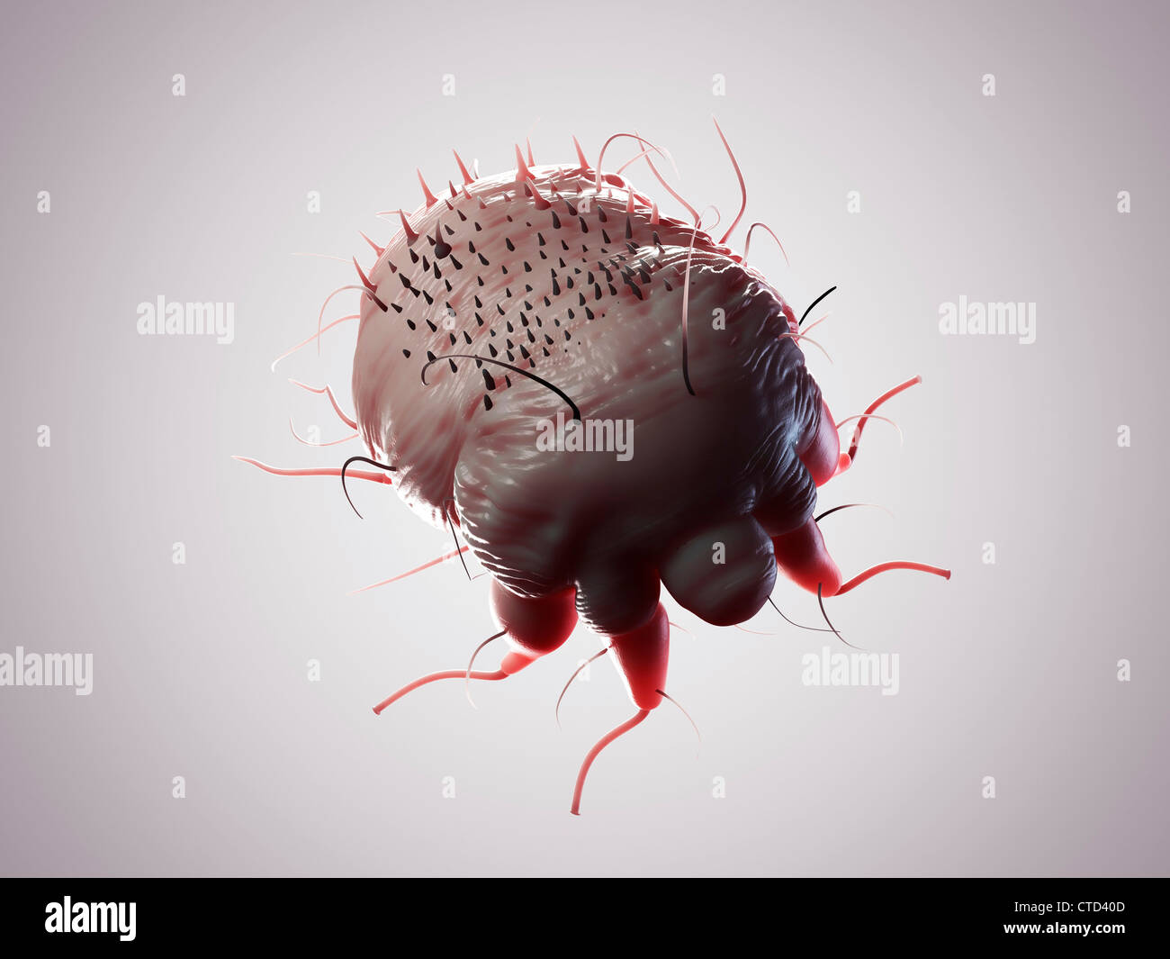 Scabies mite sarcoptes scabei hi-res stock photography and images - Alamy