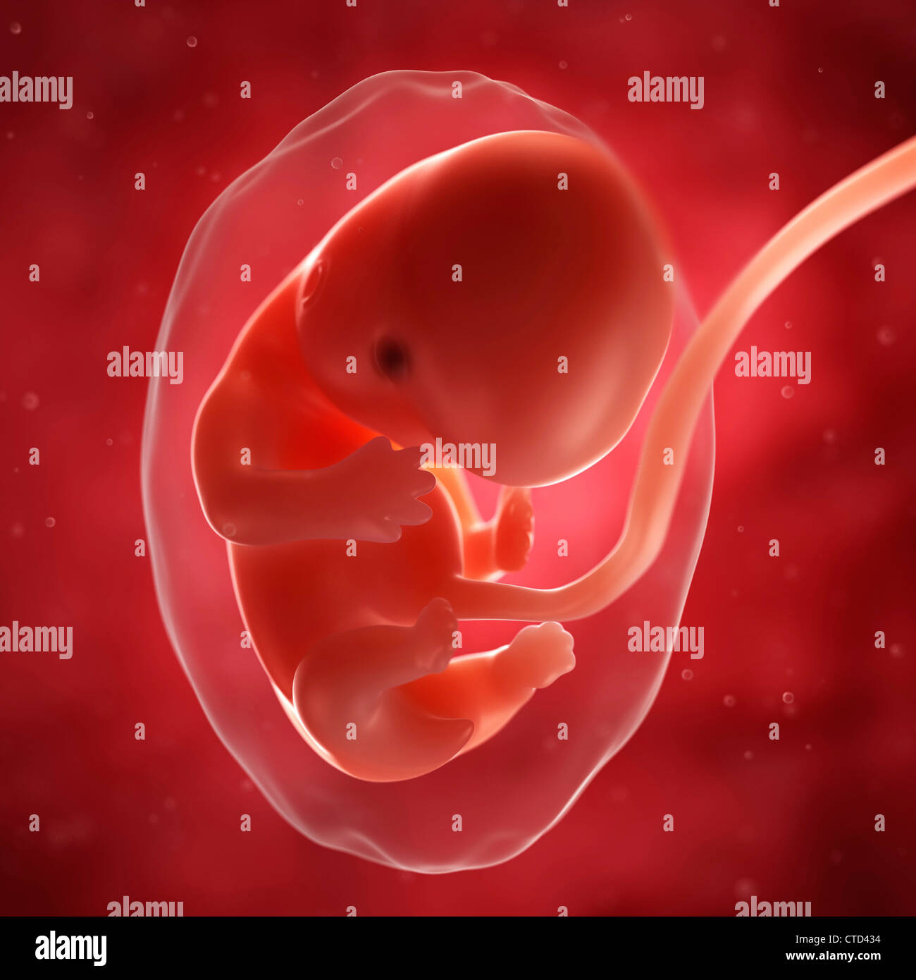 7 weeks foetus hi-res stock photography and images - Alamy