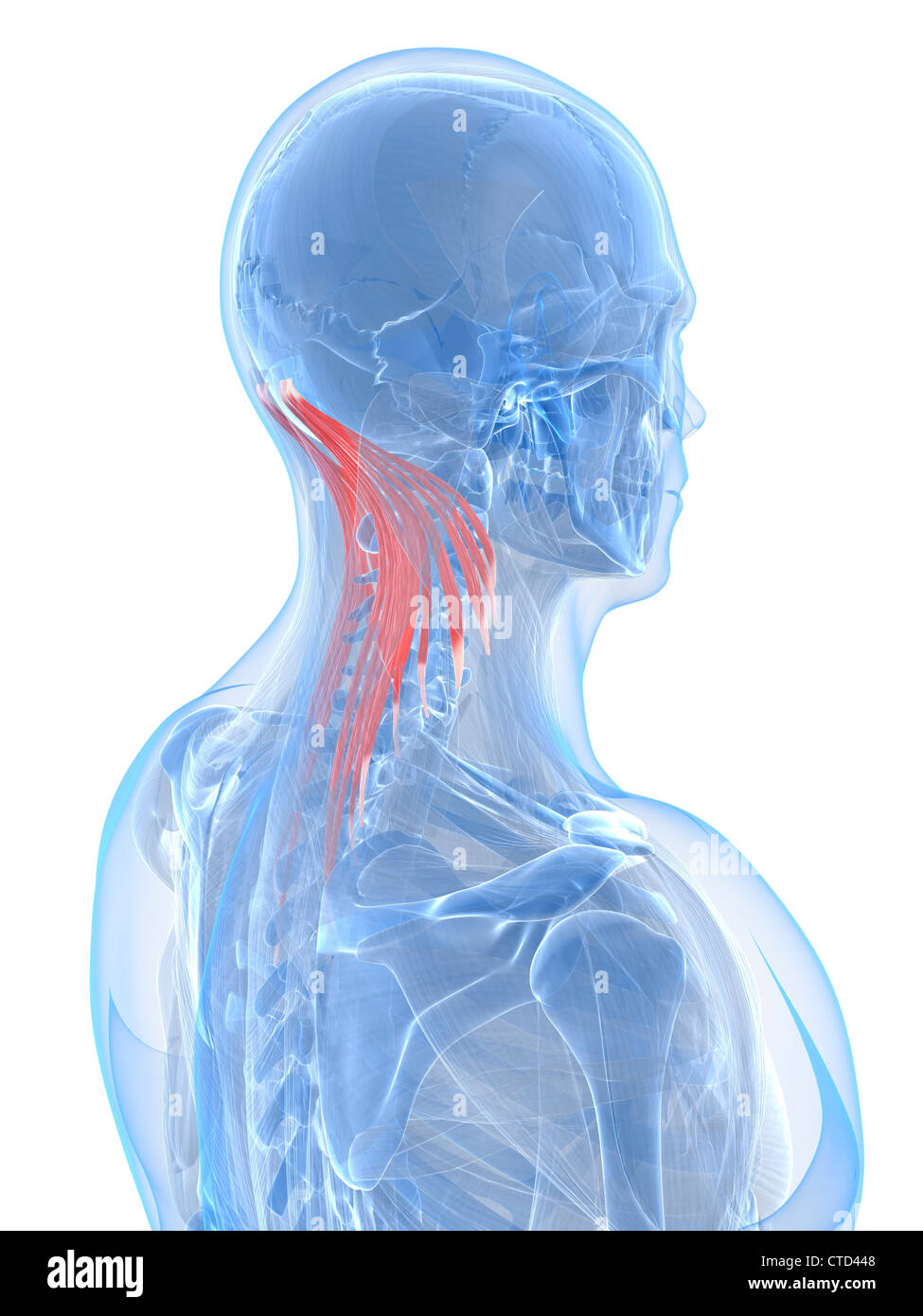 Neck muscles artwork Stock Photo - Alamy