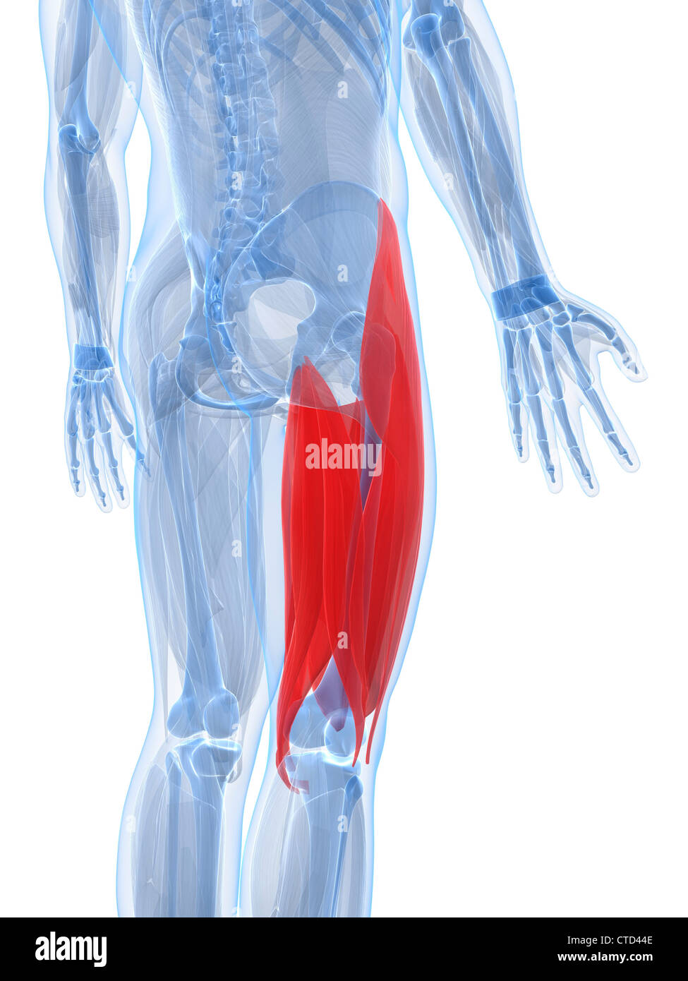Drawing anatomy thigh hi-res stock photography and images - Alamy