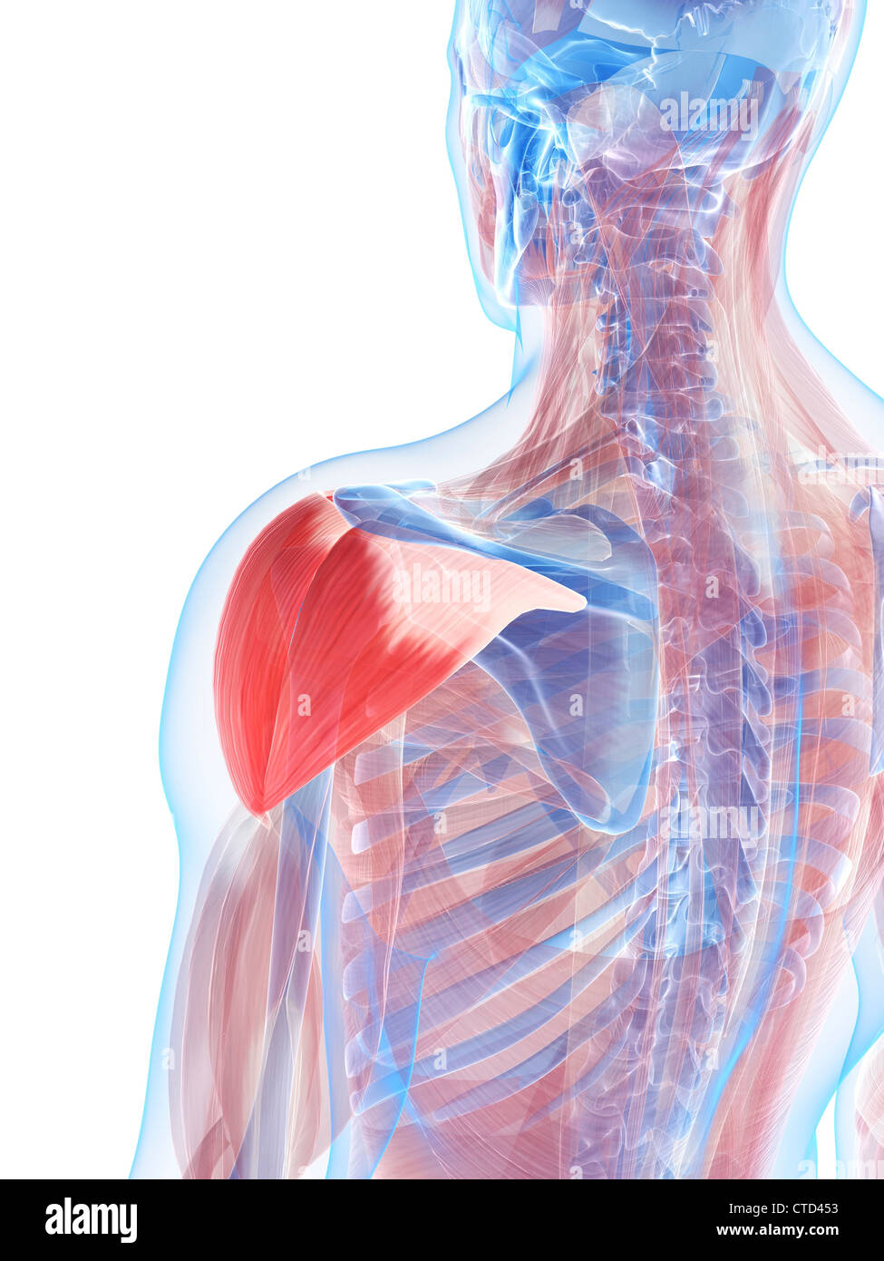 Shoulder muscles artwork Stock Photo - Alamy