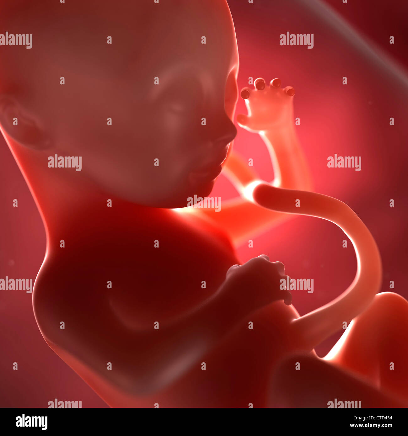 Foetus at 28 weeks artwork Stock Photo - Alamy