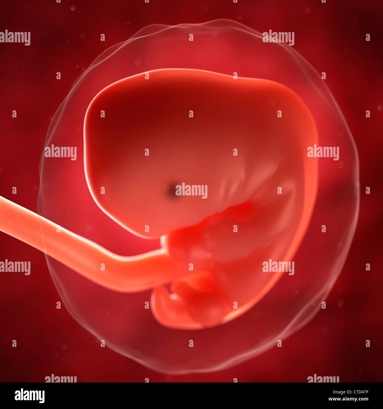 Foetus at 7 weeks hi-res stock photography and images - Alamy