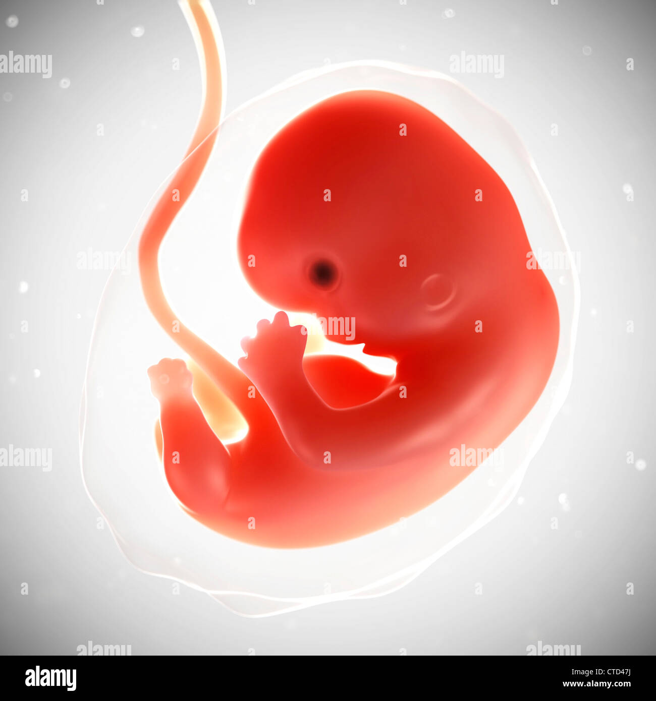 Foetus at 7 weeks hi-res stock photography and images - Alamy
