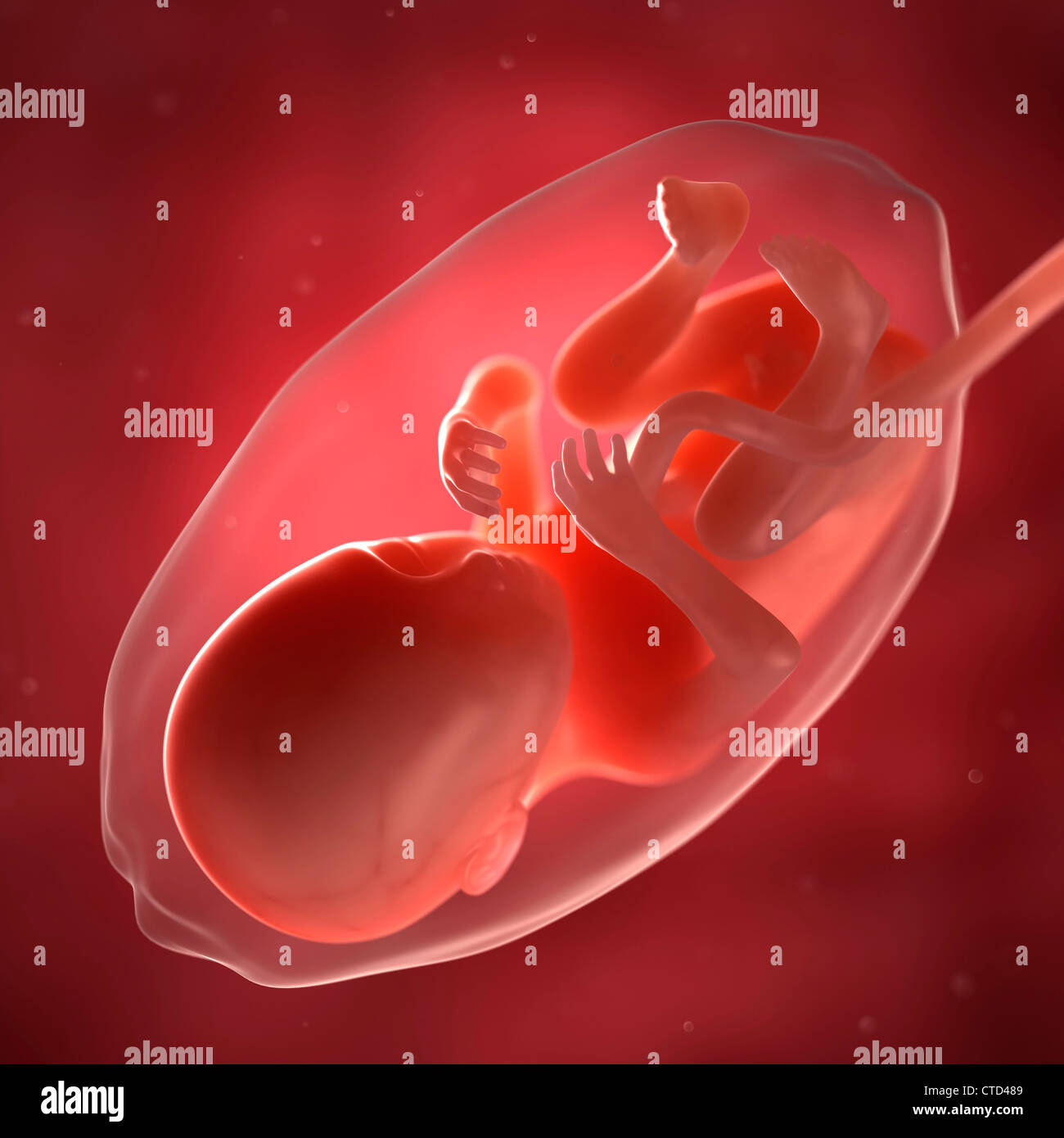 Foetus at 28 weeks artwork Stock Photo - Alamy