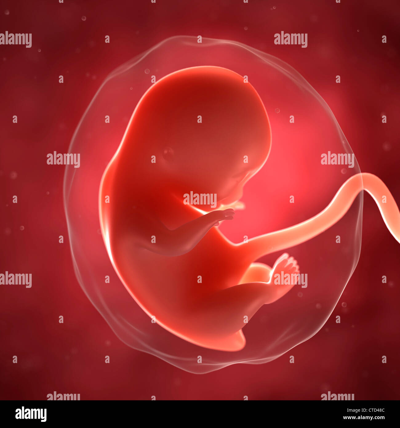 Foetus at 8 weeks hi-res stock photography and images - Alamy